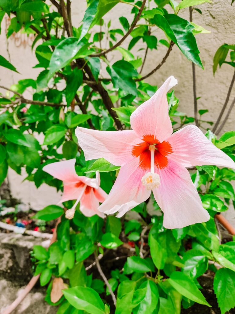 Ministry Feature: Lily House - SCORE International