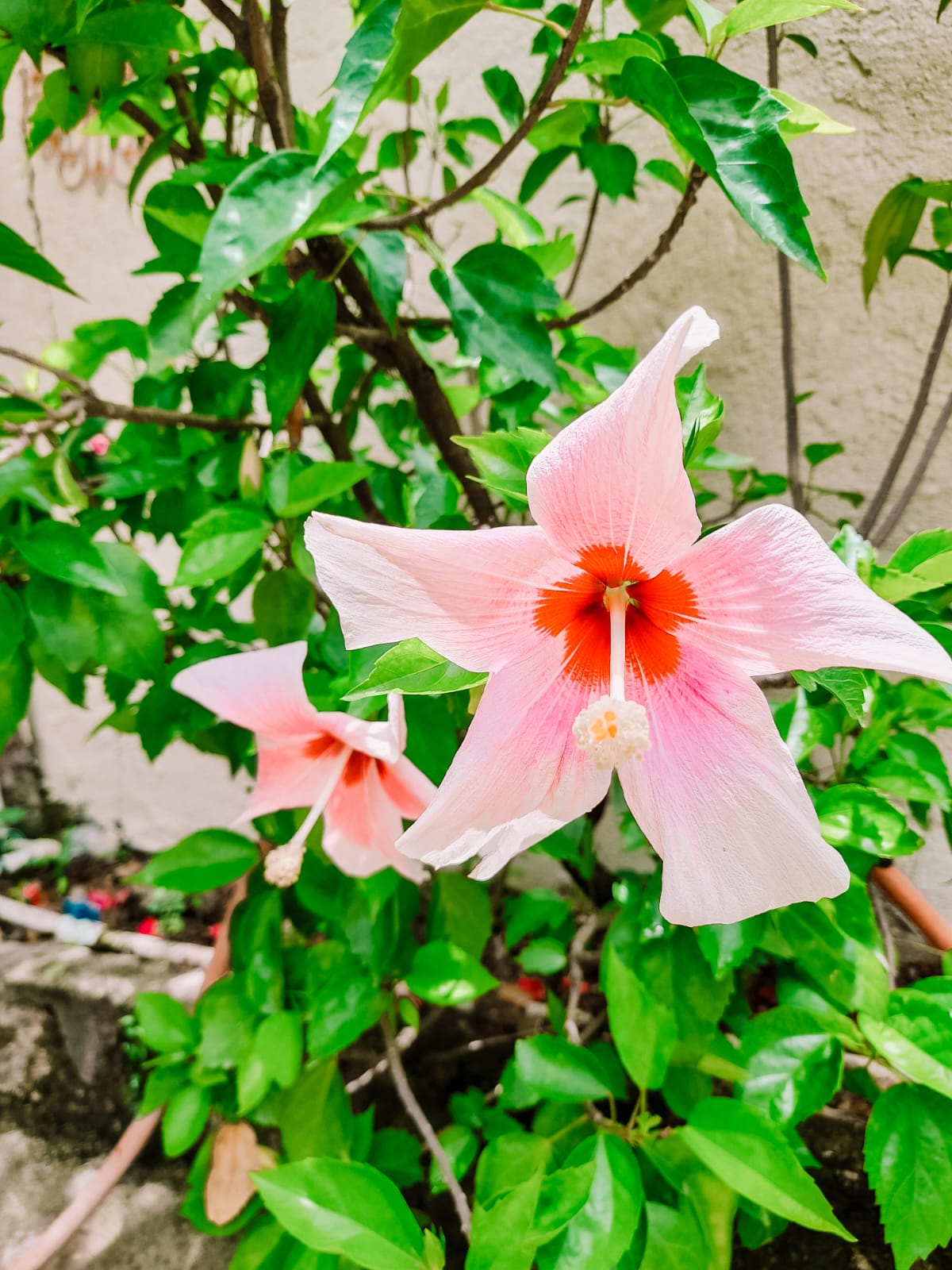 Ministry Feature: Lily House - SCORE International